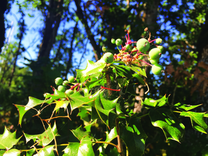 How to Get Rid of a Sinus Infection Naturally – Mother Earth News